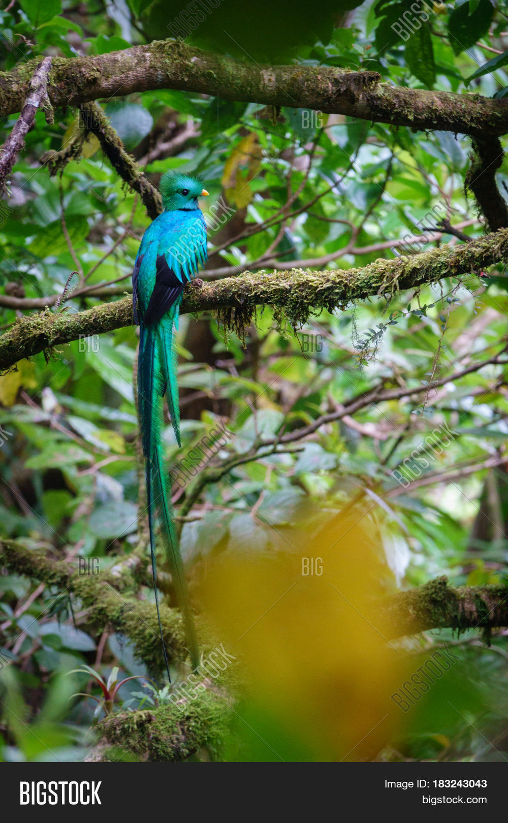 Rear View Beautiful Image & Photo (Free Trial) | Bigstock