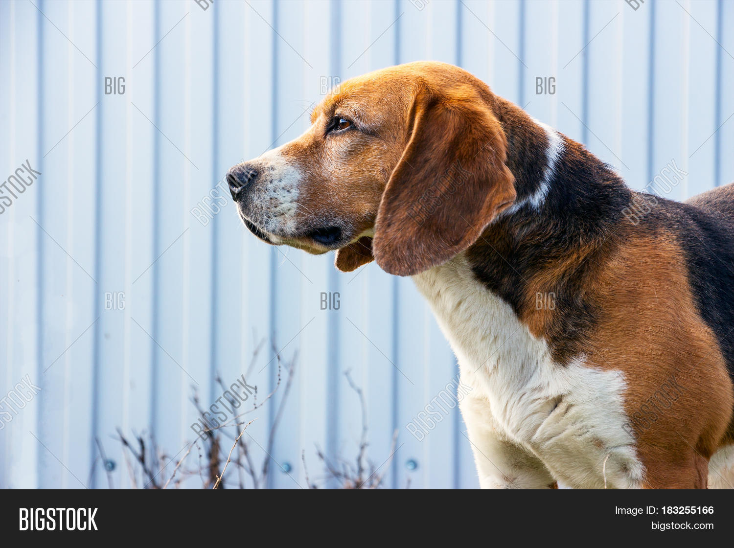 Dog Beagle. Profile Image & Photo (Free Trial) | Bigstock