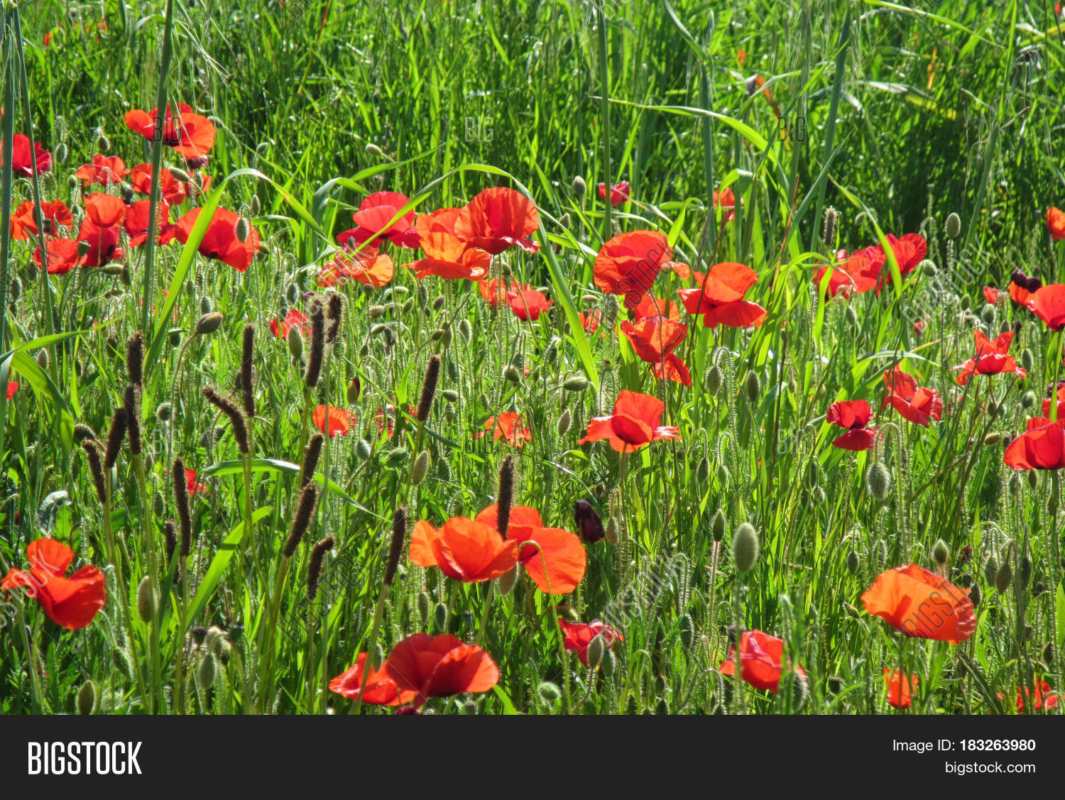 Spring Poppies Flowers Image & Photo (Free Trial) | Bigstock
