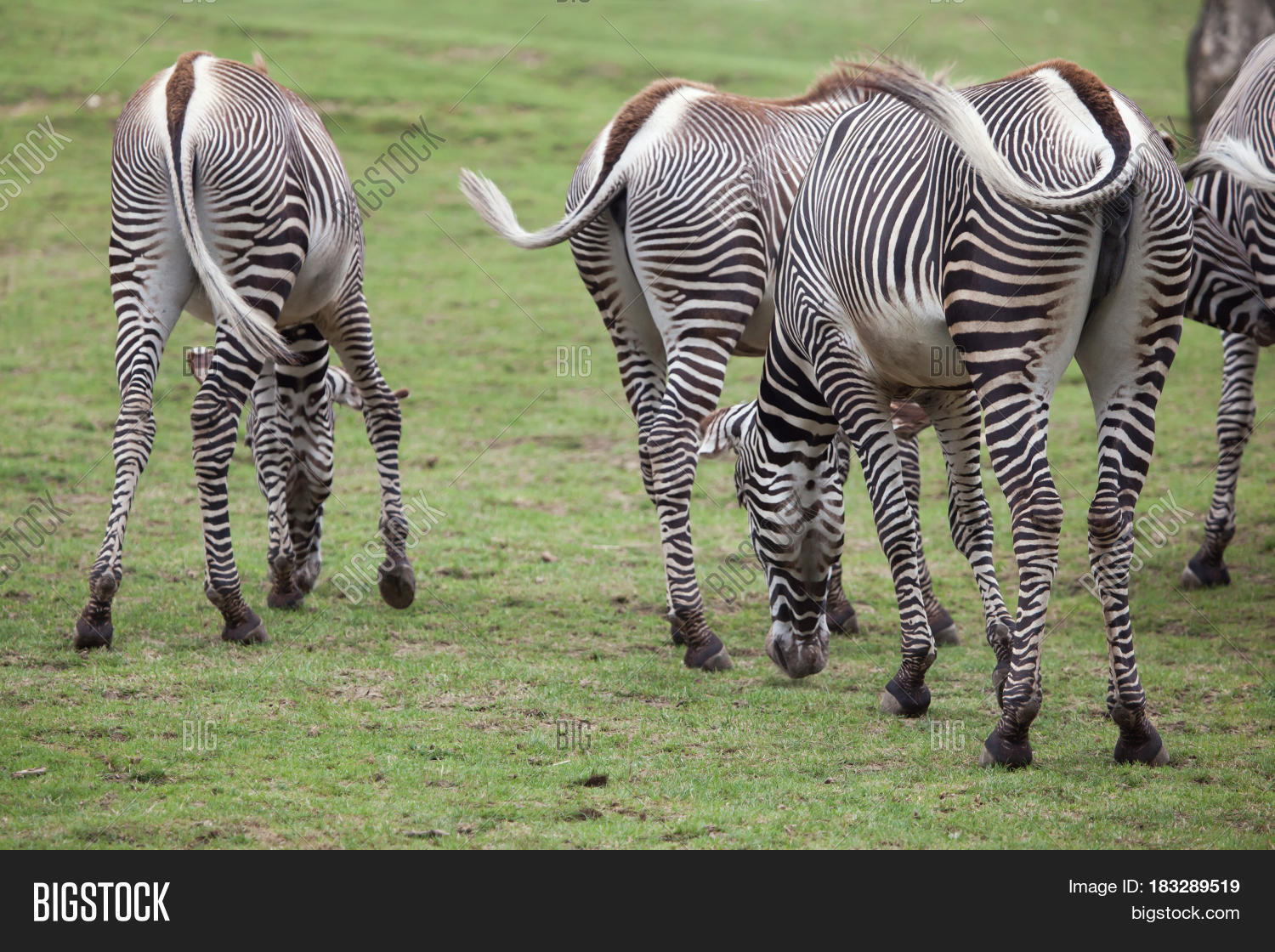 Grevy's Zebra (Equus Image & Photo (Free Trial) | Bigstock