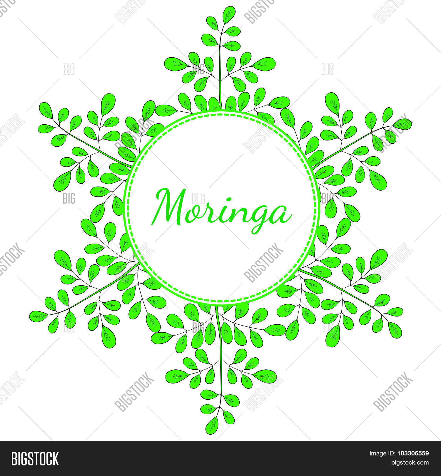 Moringa Oleifera Vector & Photo (Free Trial) | Bigstock