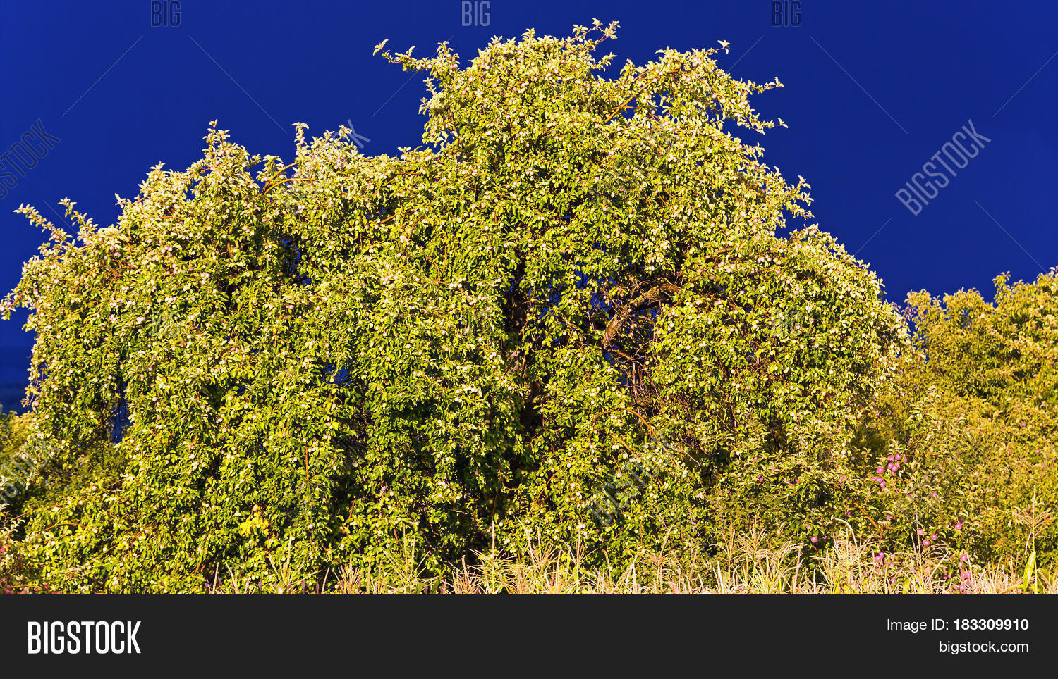 Big Old Wilding Apple Image & Photo (Free Trial) | Bigstock