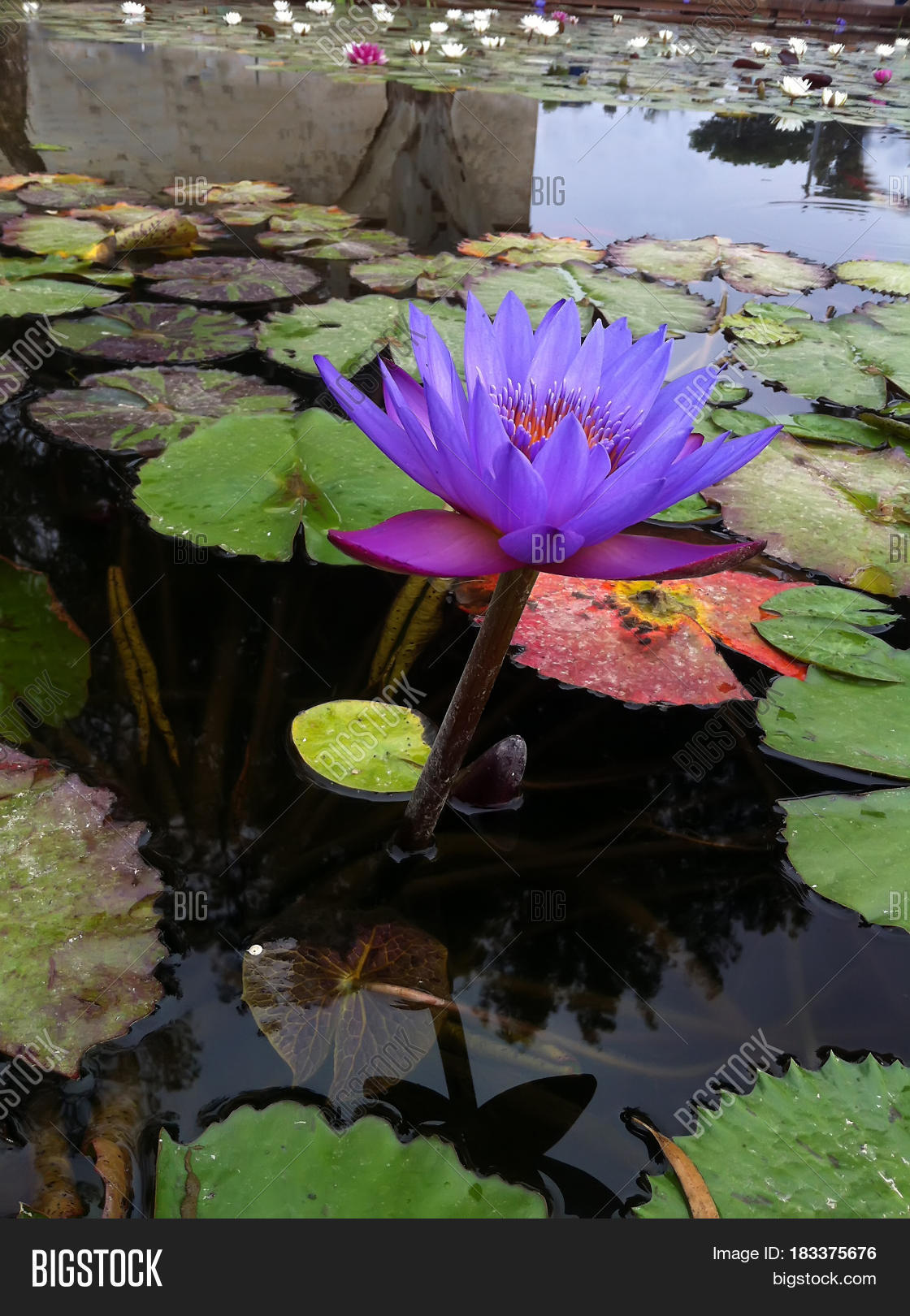 Violet Lotus Flower On Image & Photo (Free Trial) | Bigstock