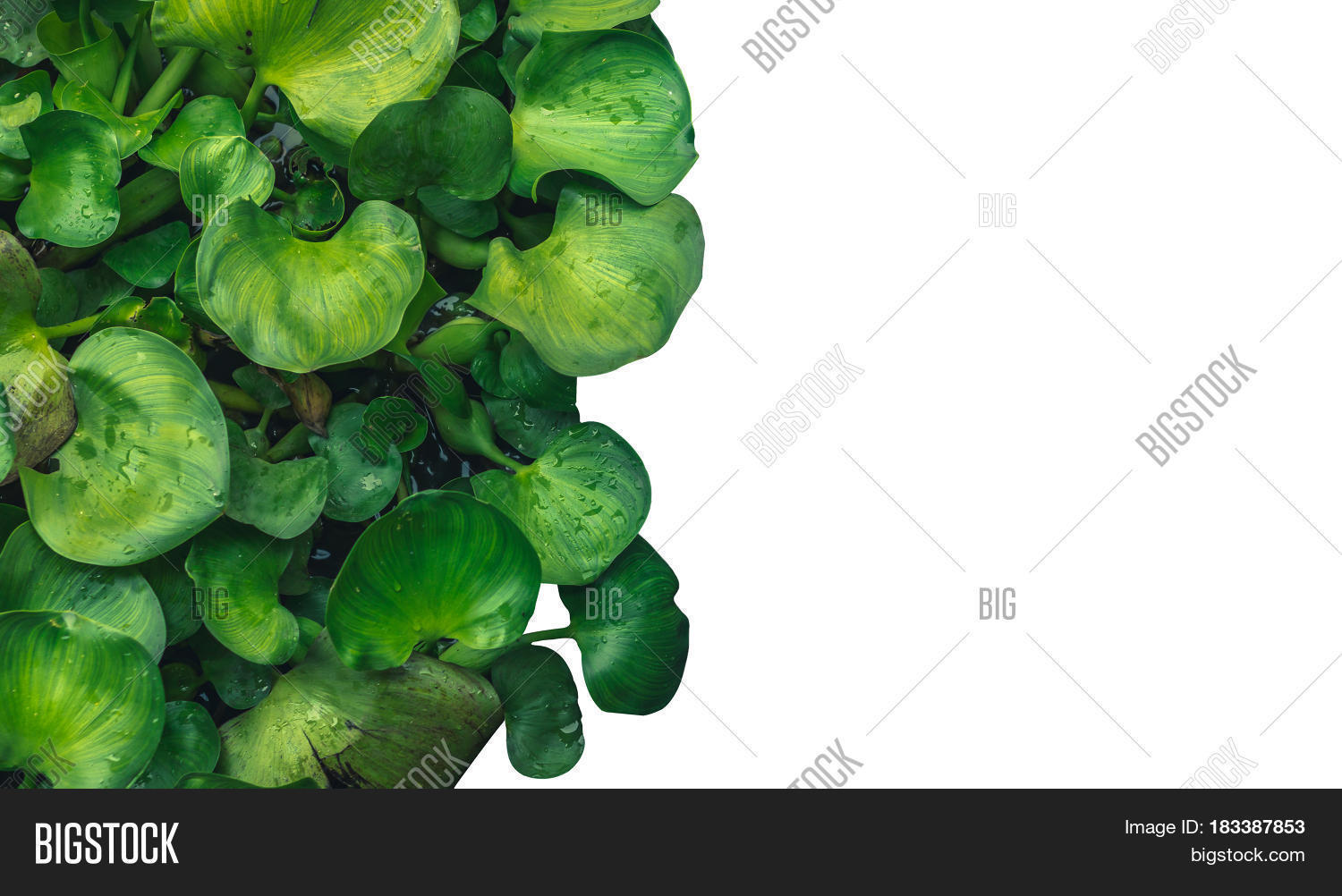 Lotus Leafs Pond Image & Photo (Free Trial) | Bigstock