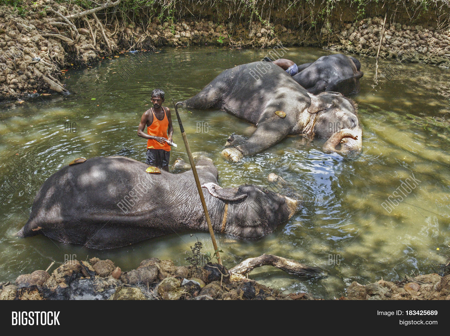 Mahout Cleans His Image & Photo (Free Trial) | Bigstock