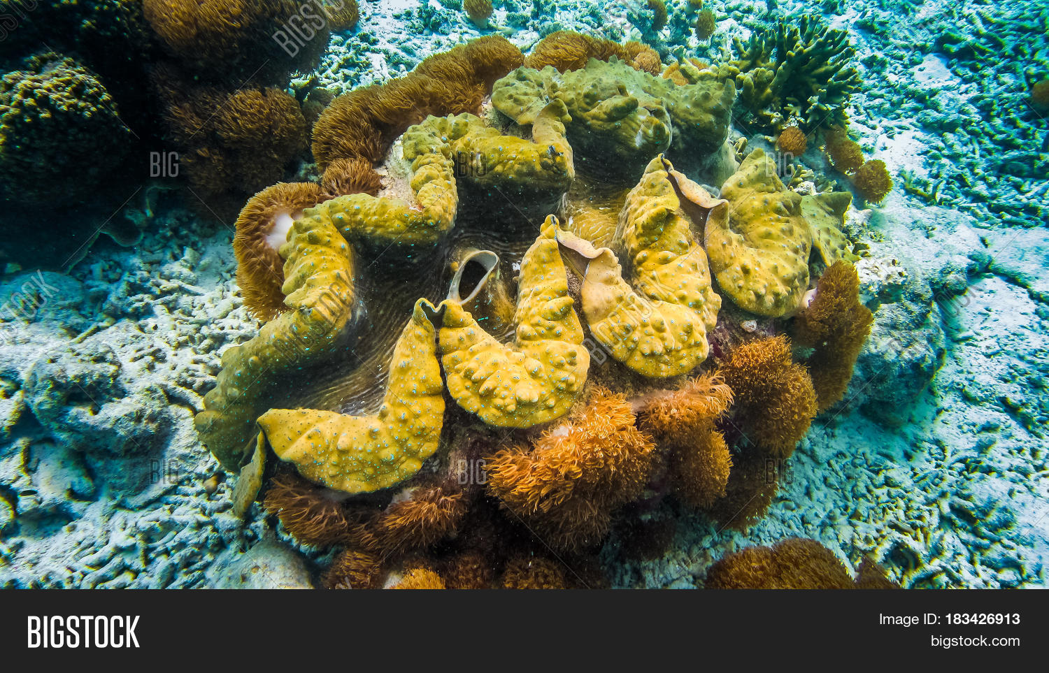 Giant Colorful Clam Image & Photo (Free Trial) | Bigstock