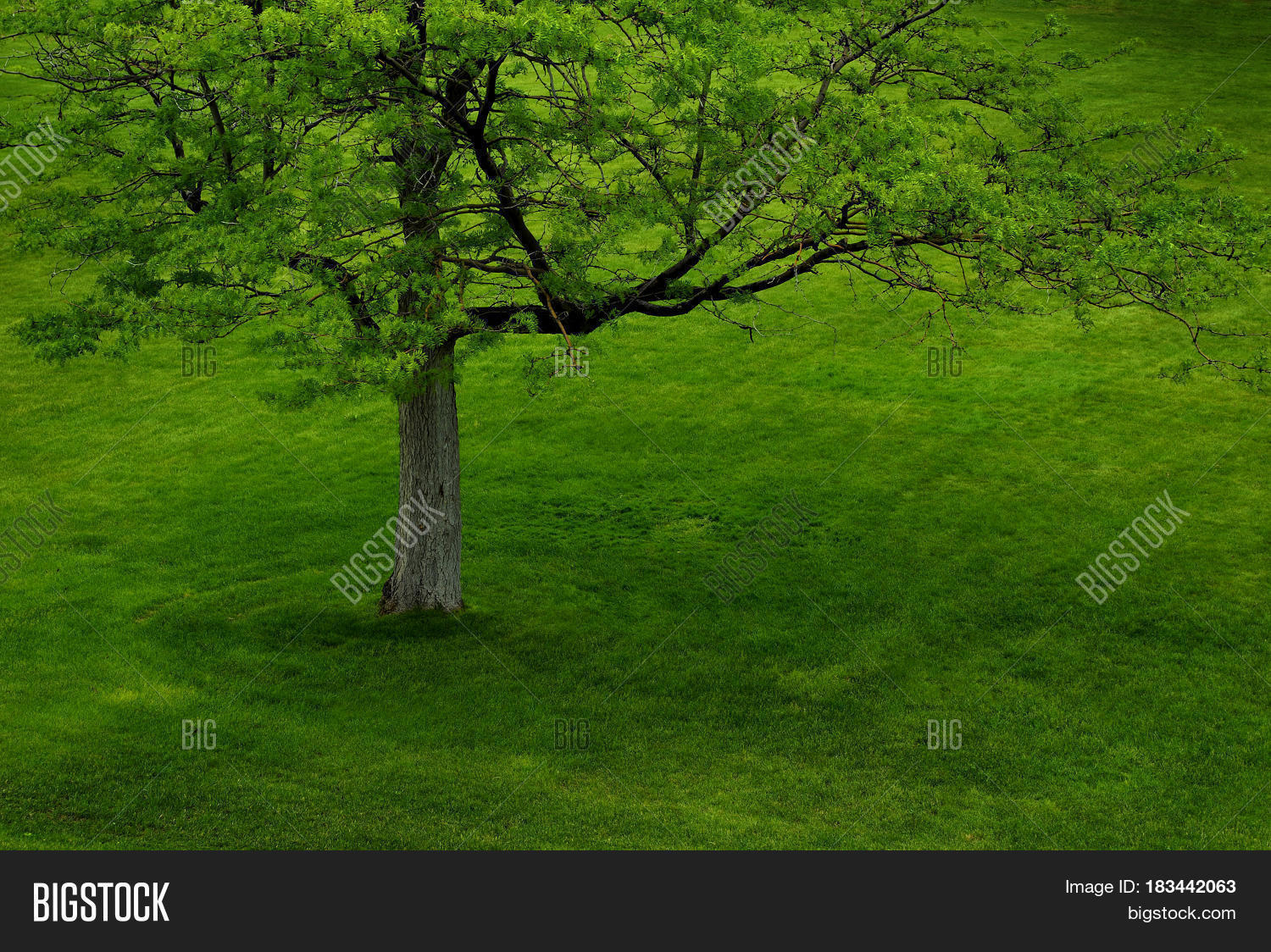 Lush Green Tree Summer Image & Photo (Free Trial) | Bigstock