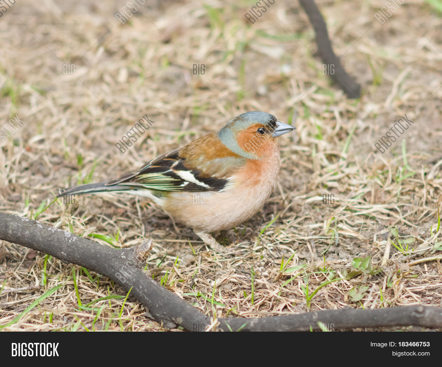 Male Common Chaffinch Image & Photo (Free Trial) | Bigstock