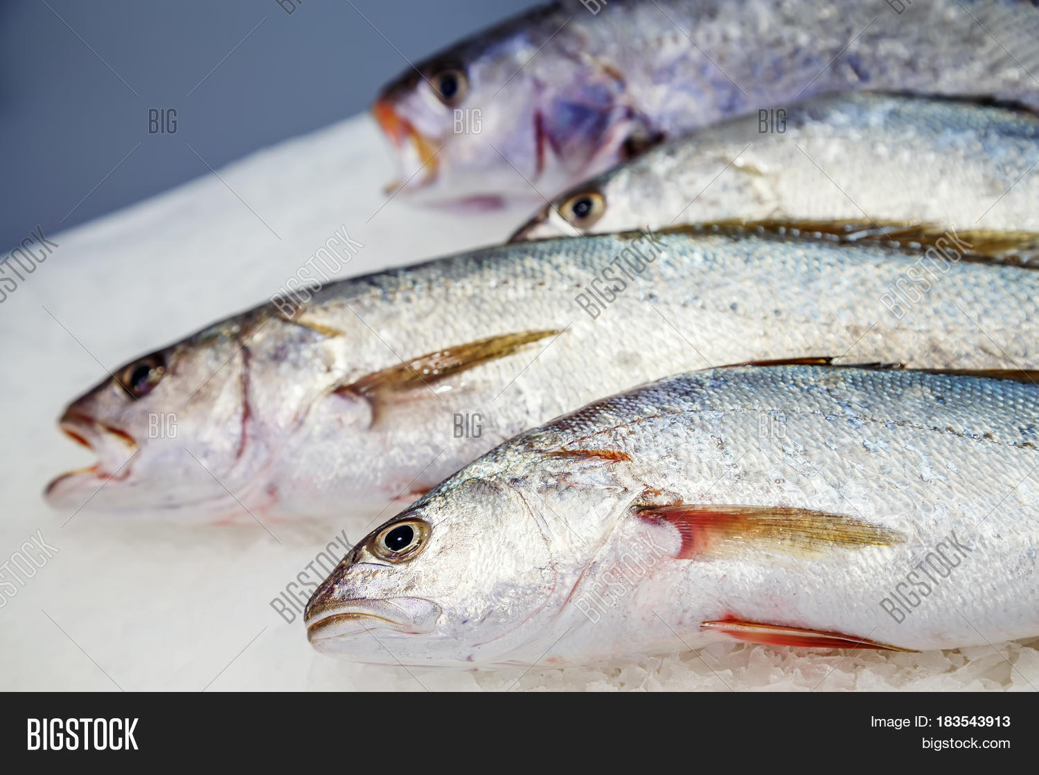 Fresh Meagre On Ice Image & Photo (Free Trial) | Bigstock