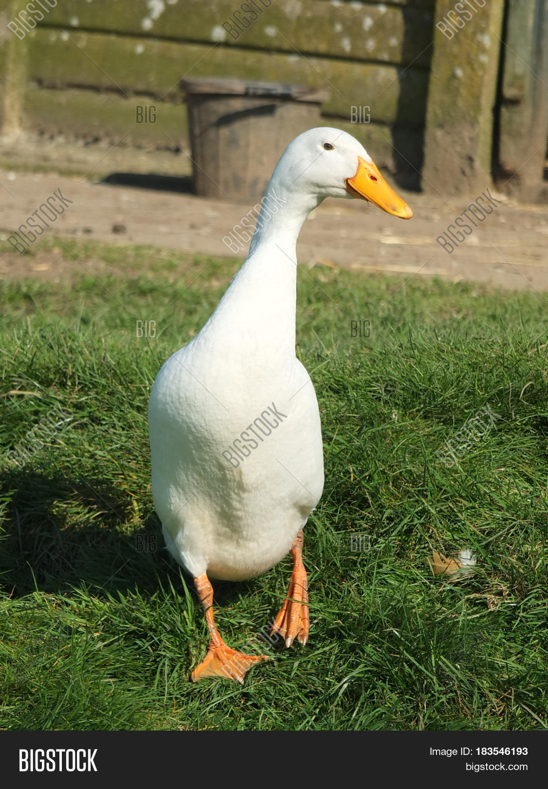 White Indian Runner Image & Photo (Free Trial) | Bigstock