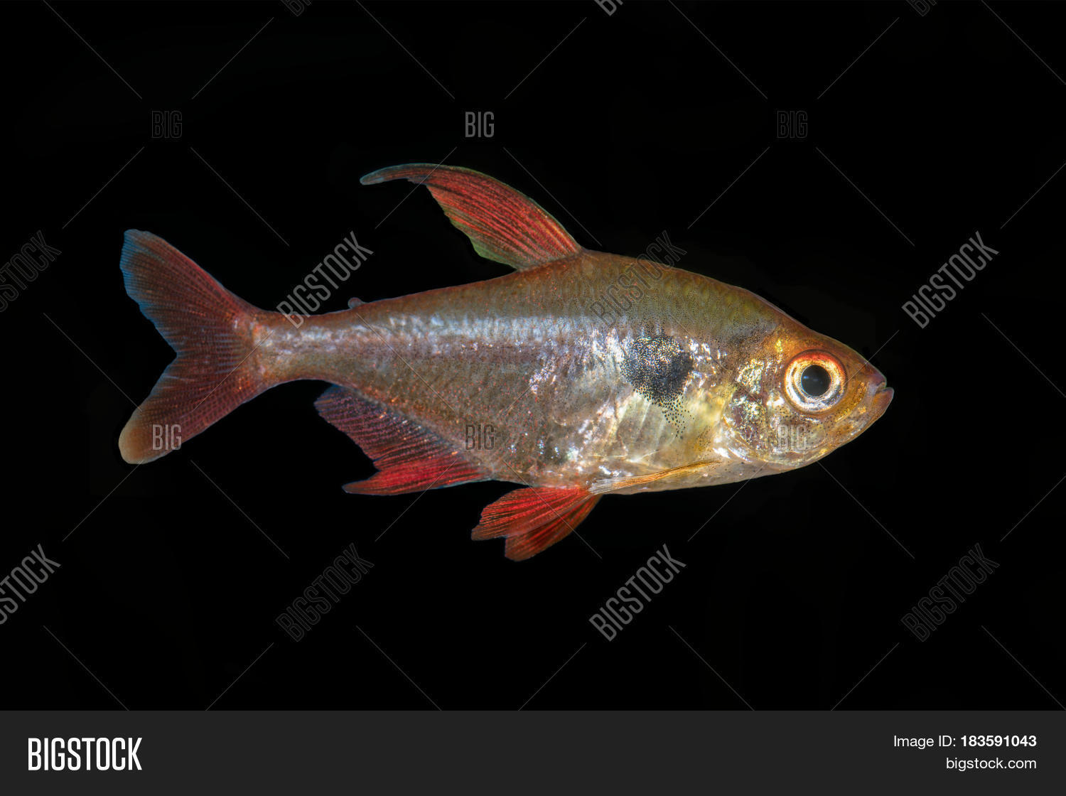 Tetra Fish ( Image & Photo (Free Trial) | Bigstock