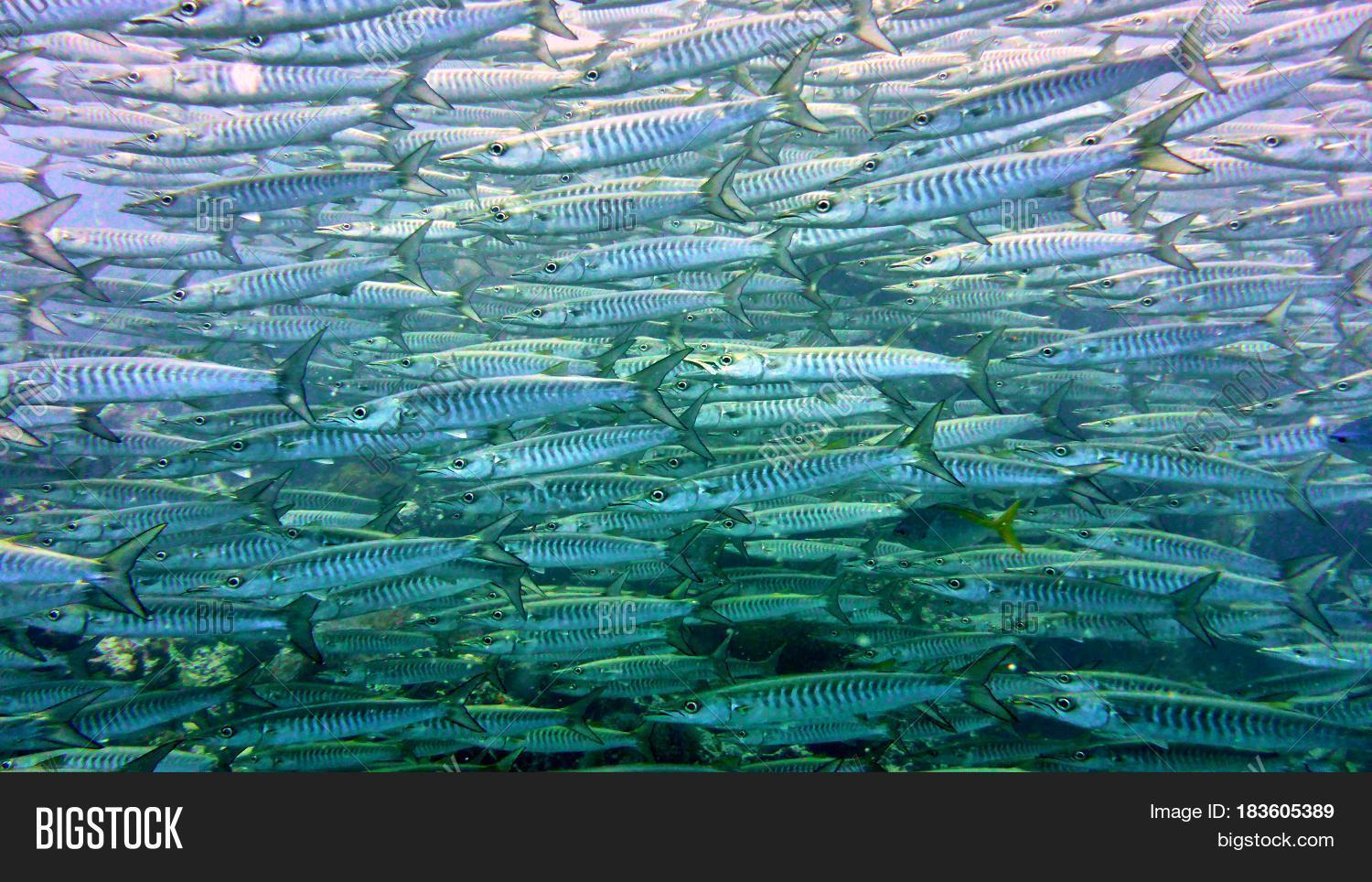 Flock Fish Image & Photo (Free Trial) | Bigstock