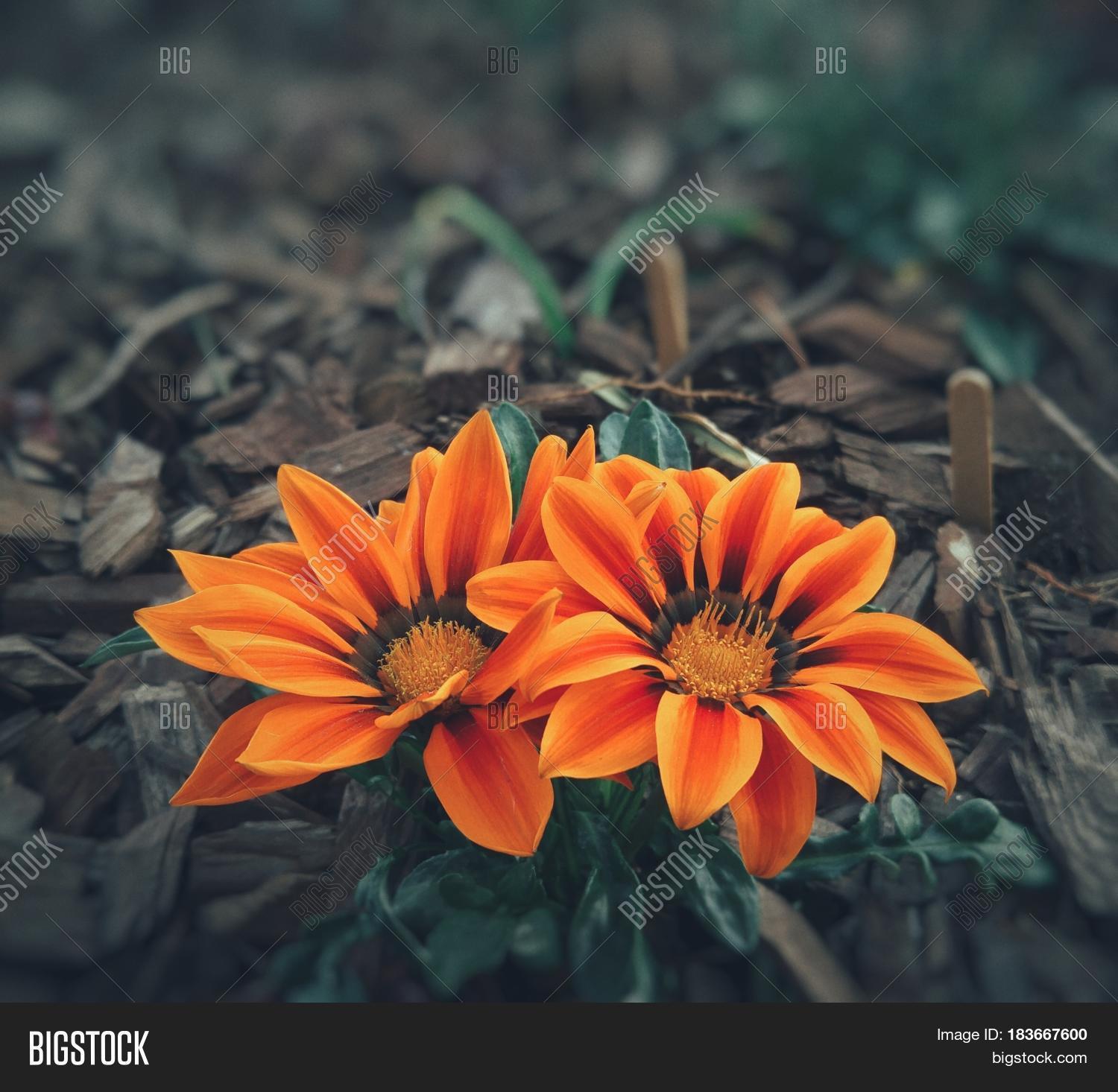 Two Flowers Together Image & Photo (Free Trial) | Bigstock