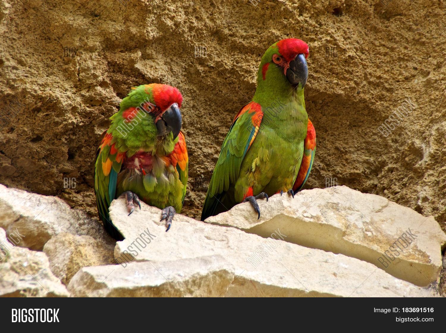 Two Red-fronted Macaws Image & Photo (Free Trial) | Bigstock