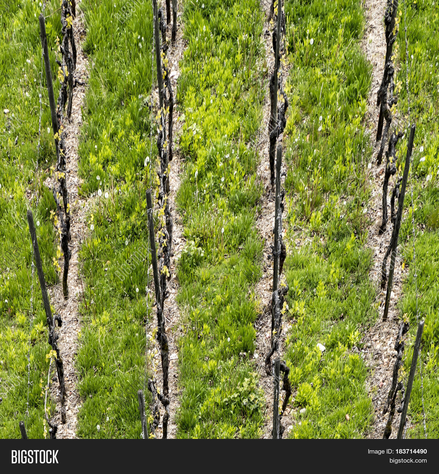 Aerial Vineyard Spring Image & Photo (Free Trial) | Bigstock