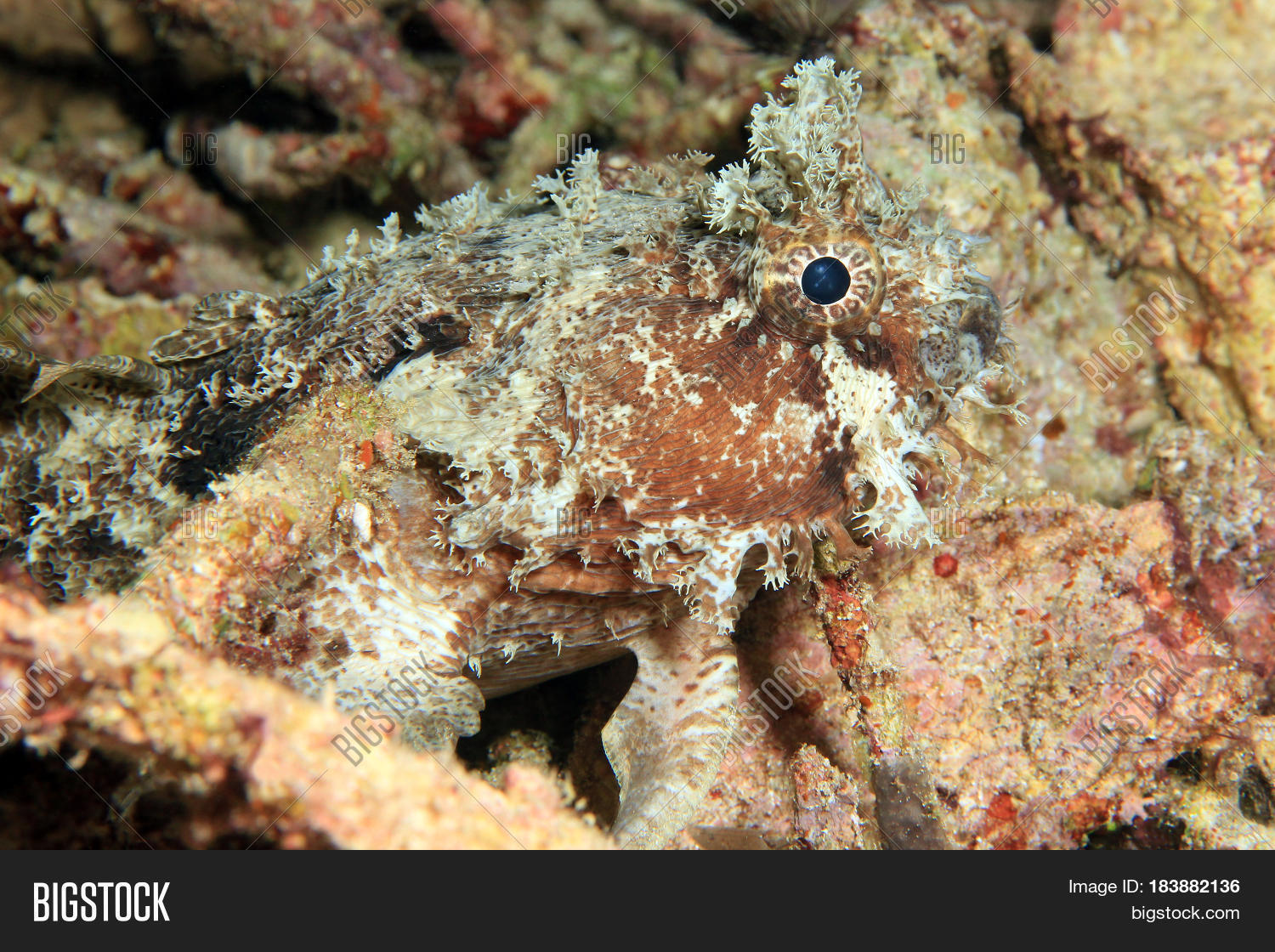 Banded Toadfish ( Image & Photo (Free Trial) | Bigstock