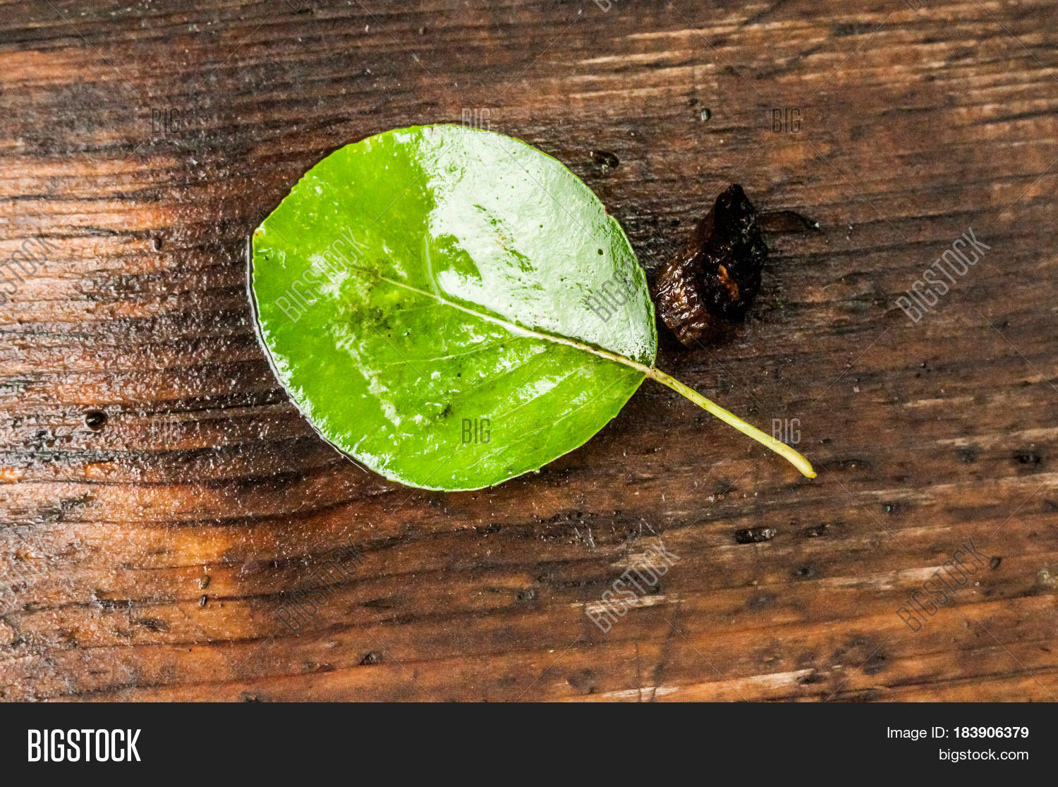 Single Pear Leaf Image & Photo (Free Trial) | Bigstock