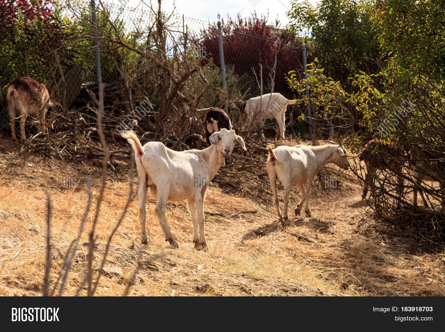 Goats Eat Shrubs Grass Image & Photo (Free Trial) | Bigstock