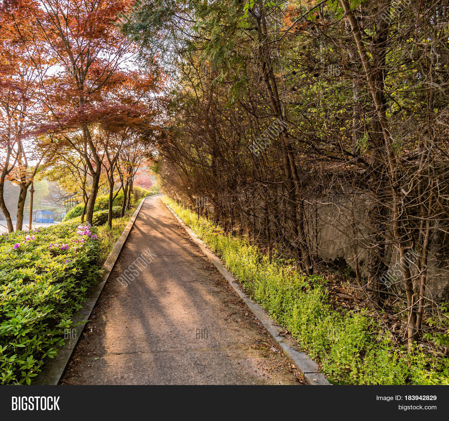 Early Morning Scene Image & Photo (Free Trial) | Bigstock