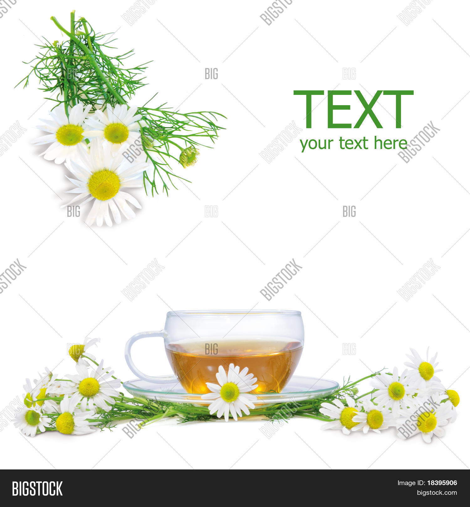 Fresh Camomile Flowers Image & Photo (Free Trial) | Bigstock