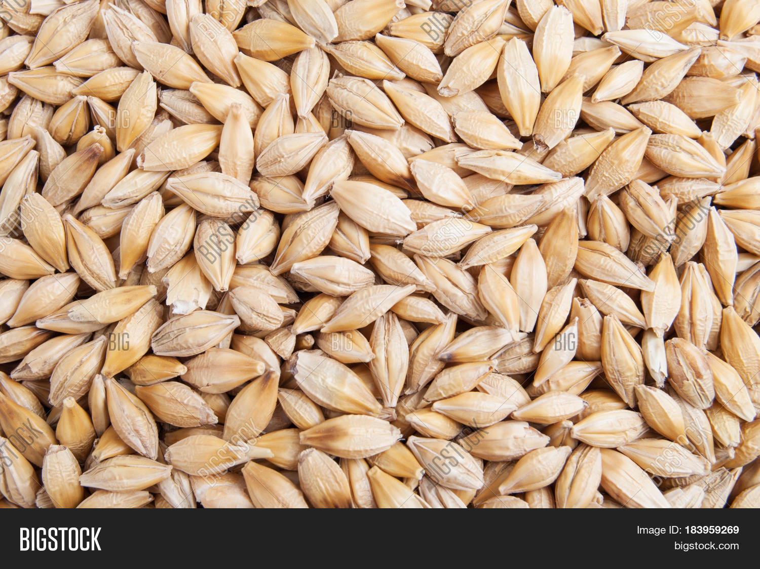 Barley Grains Malt Image & Photo (Free Trial) | Bigstock