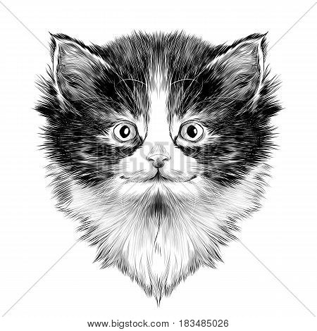 Cat Breed Himalayan Vector & Photo (Free Trial) | Bigstock