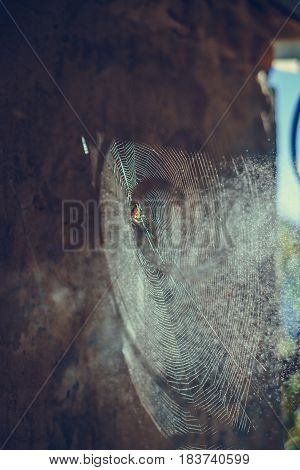 Close- Shot Spider Web Image & Photo (Free Trial) | Bigstock