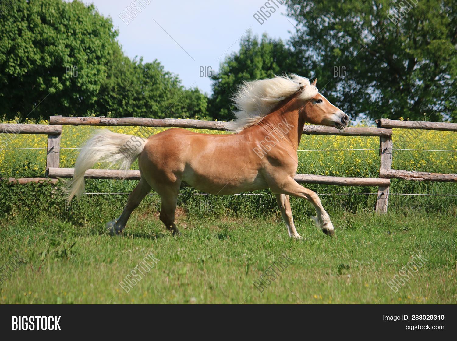 Beautiful Haflinger Image & Photo (Free Trial) | Bigstock