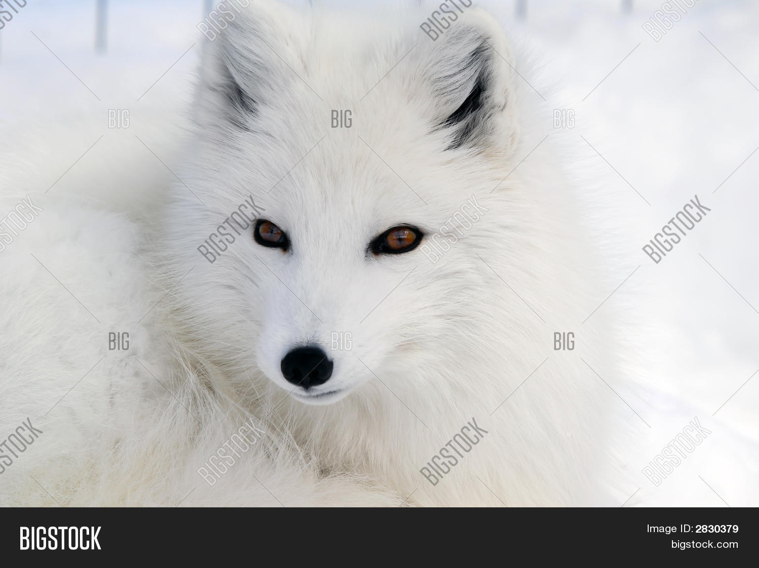 Arctic Fox Image & Photo (Free Trial) | Bigstock