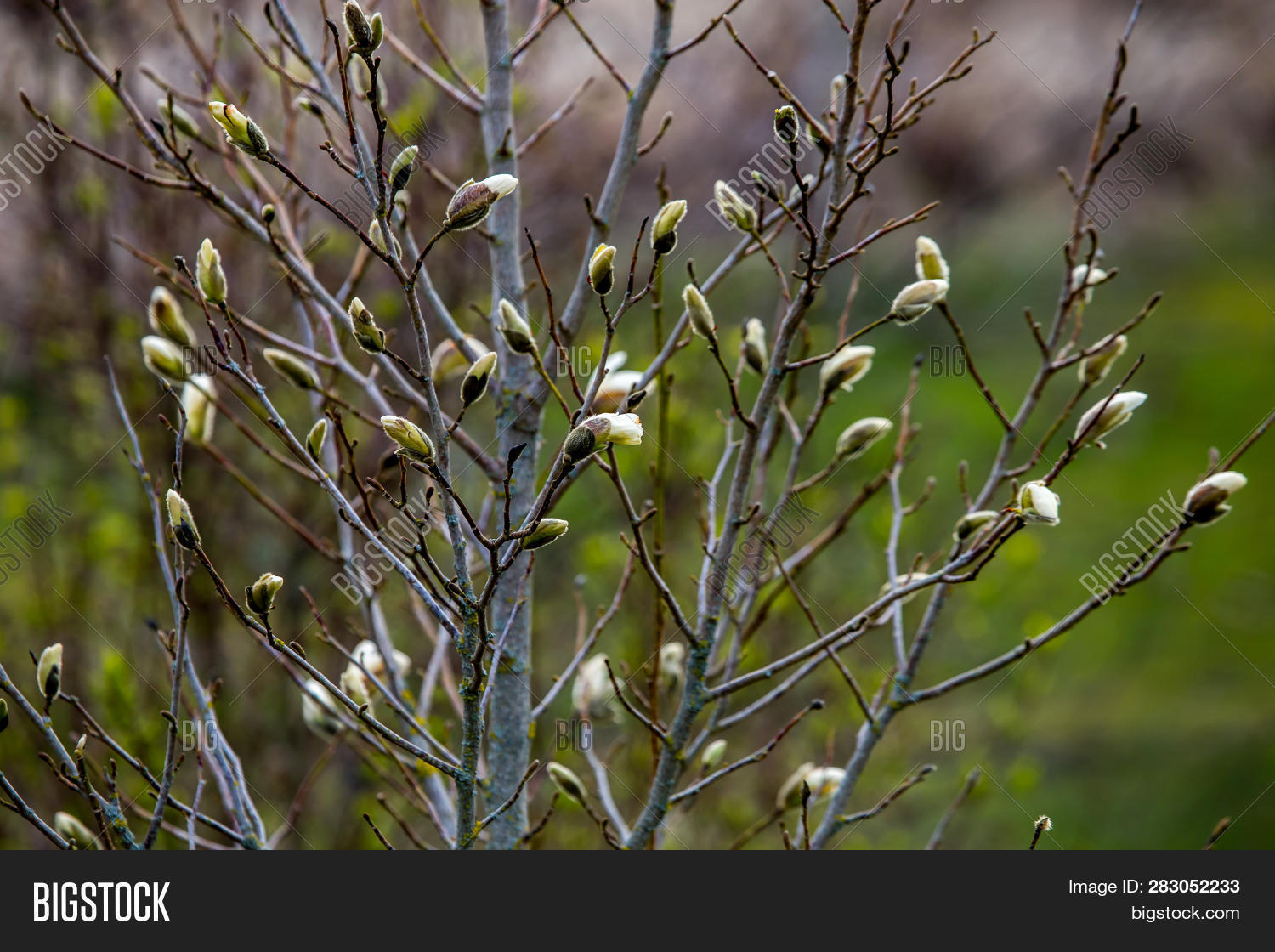 Magnolia Bush Spring, Image & Photo (Free Trial) | Bigstock