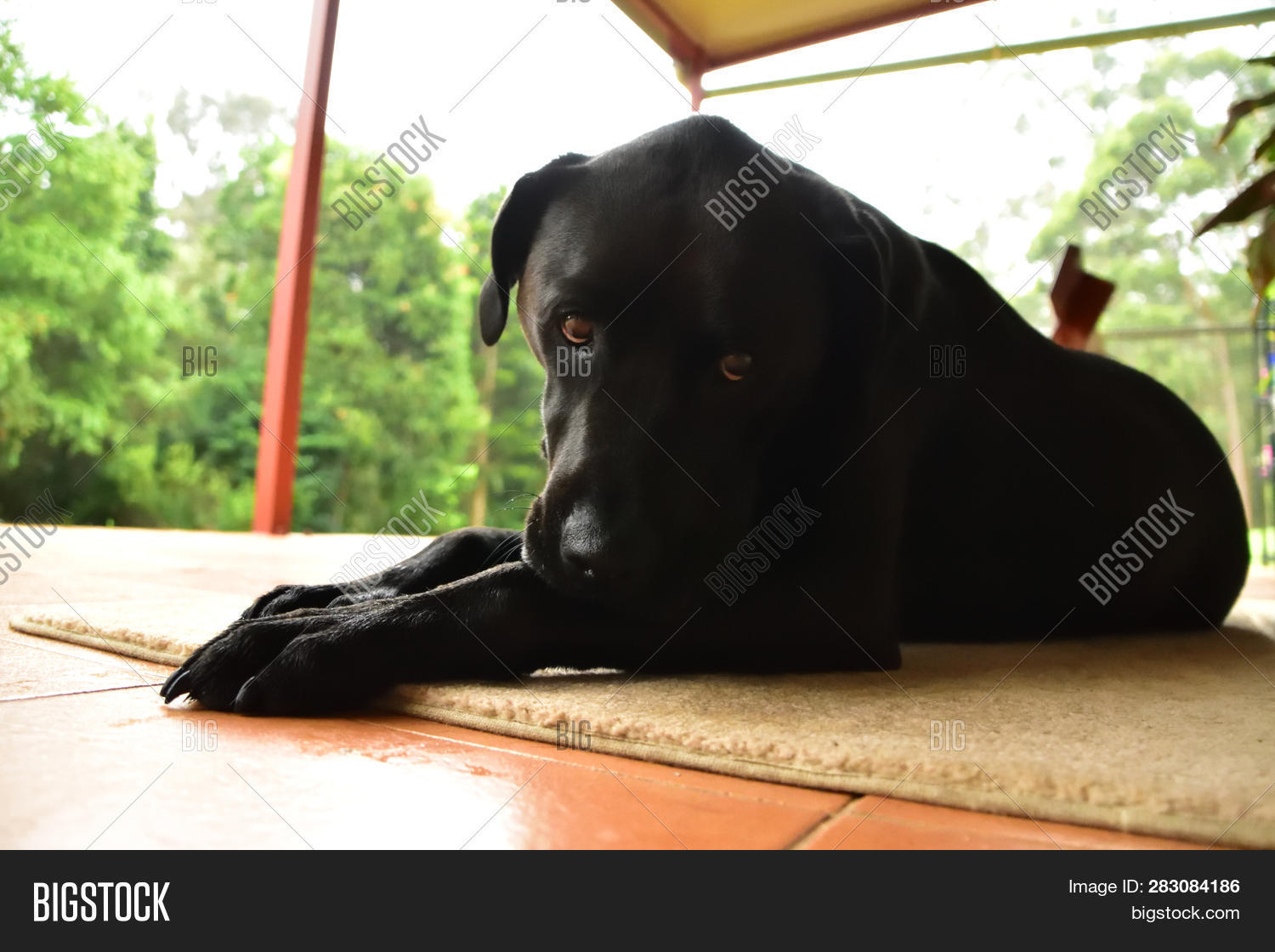Sleepy Black Labrador Image & Photo (Free Trial) | Bigstock