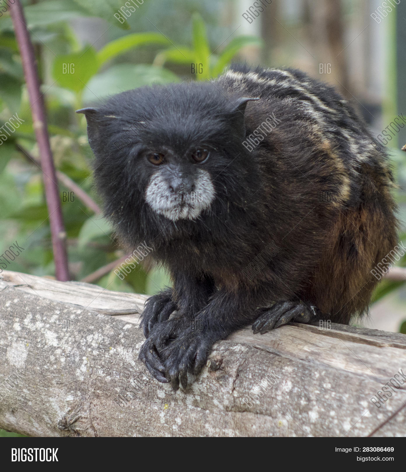 Pygmy Monkey Aka Pygmy Image & Photo (Free Trial) | Bigstock