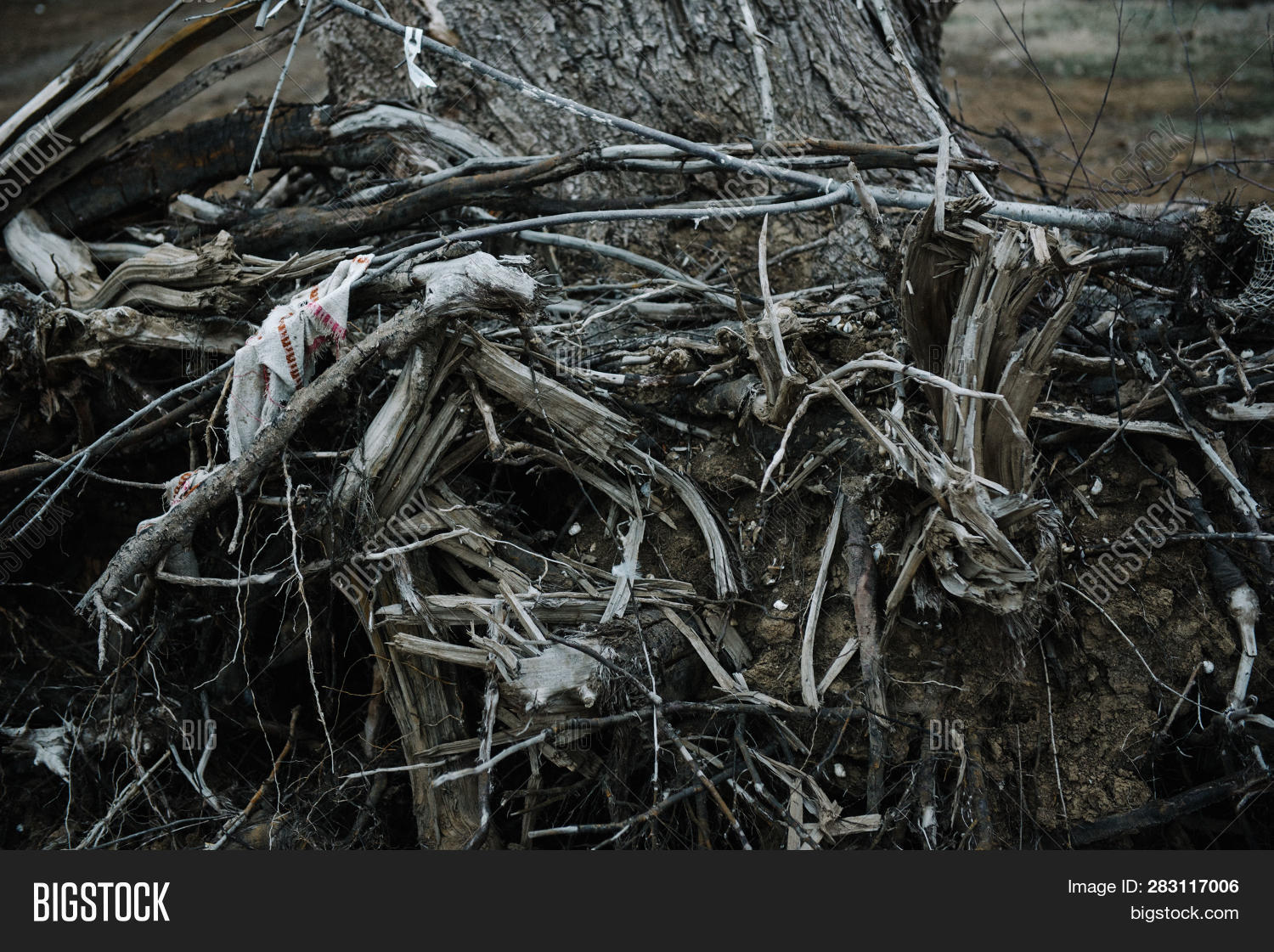 Uprooted Big Tree Image & Photo (Free Trial) | Bigstock