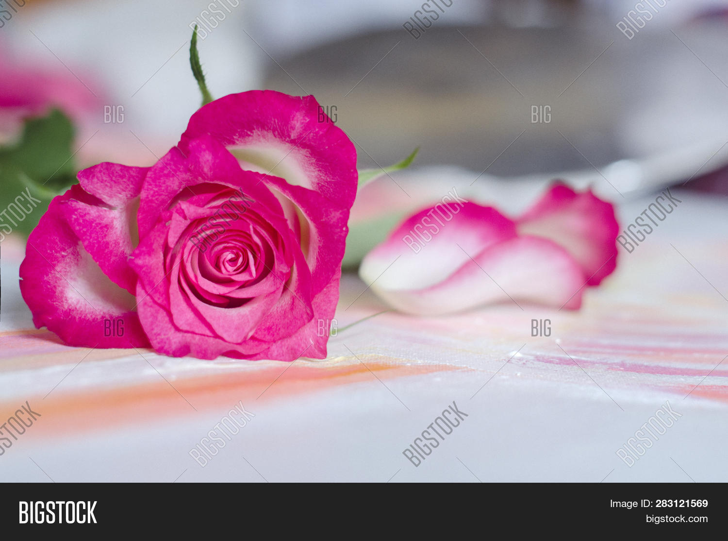 Pink Rose Shape Heart Image & Photo (Free Trial) | Bigstock
