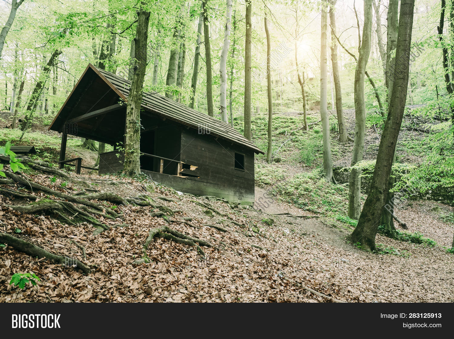 Old Cabin Forest Image & Photo (Free Trial) | Bigstock