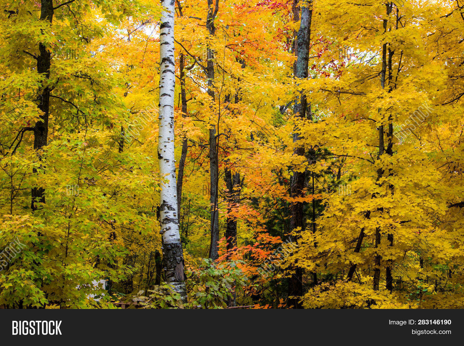 Michigan Autumn Forest Image & Photo (Free Trial) | Bigstock
