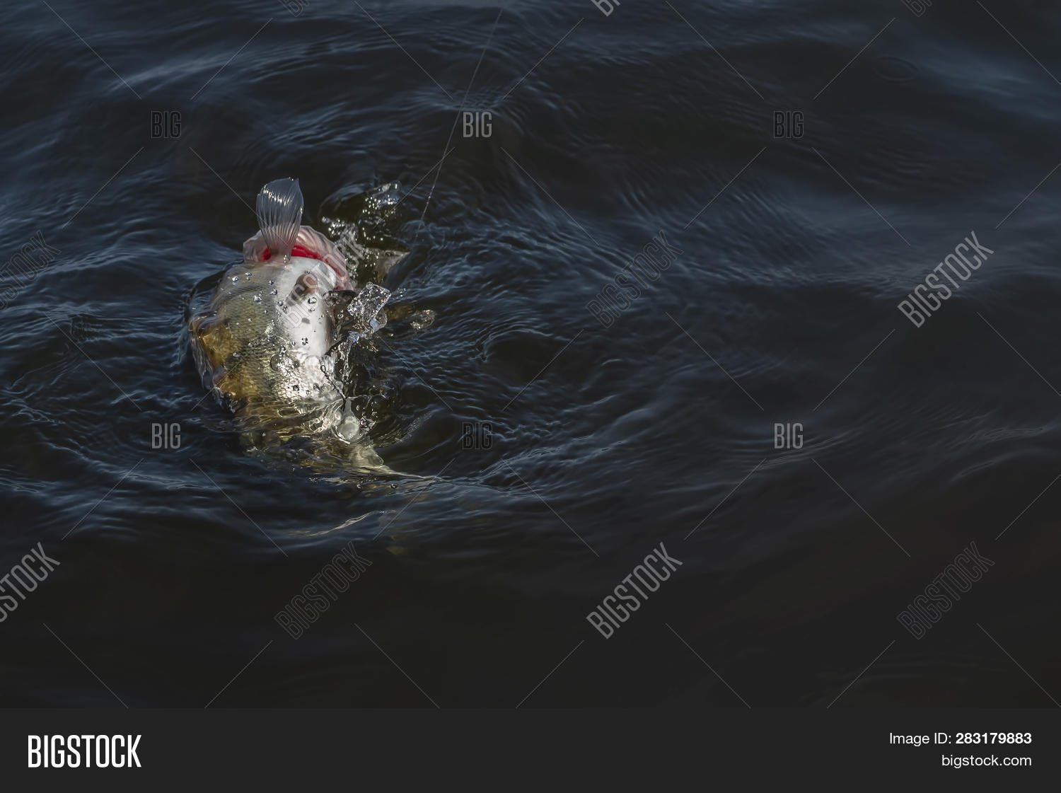 Zander Fishing. Image & Photo (Free Trial) | Bigstock