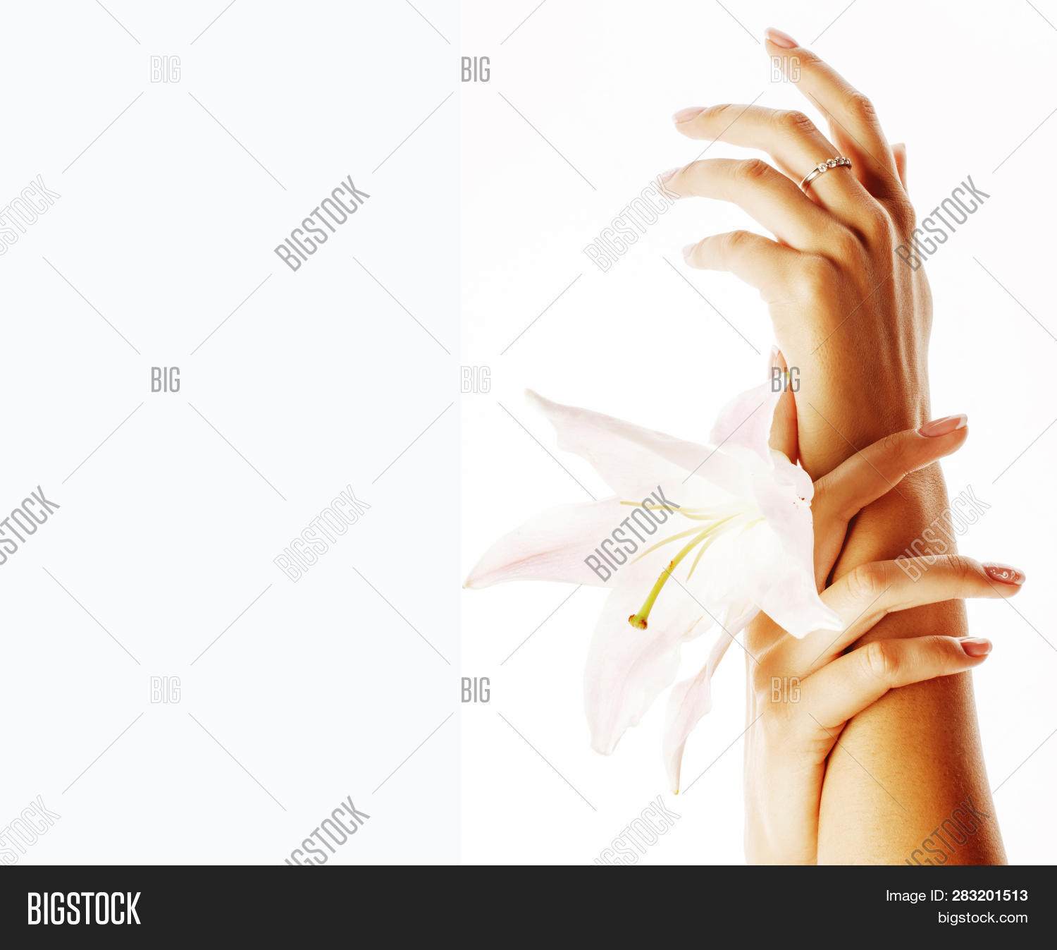 Beauty Delicate Hands Image & Photo (Free Trial) | Bigstock