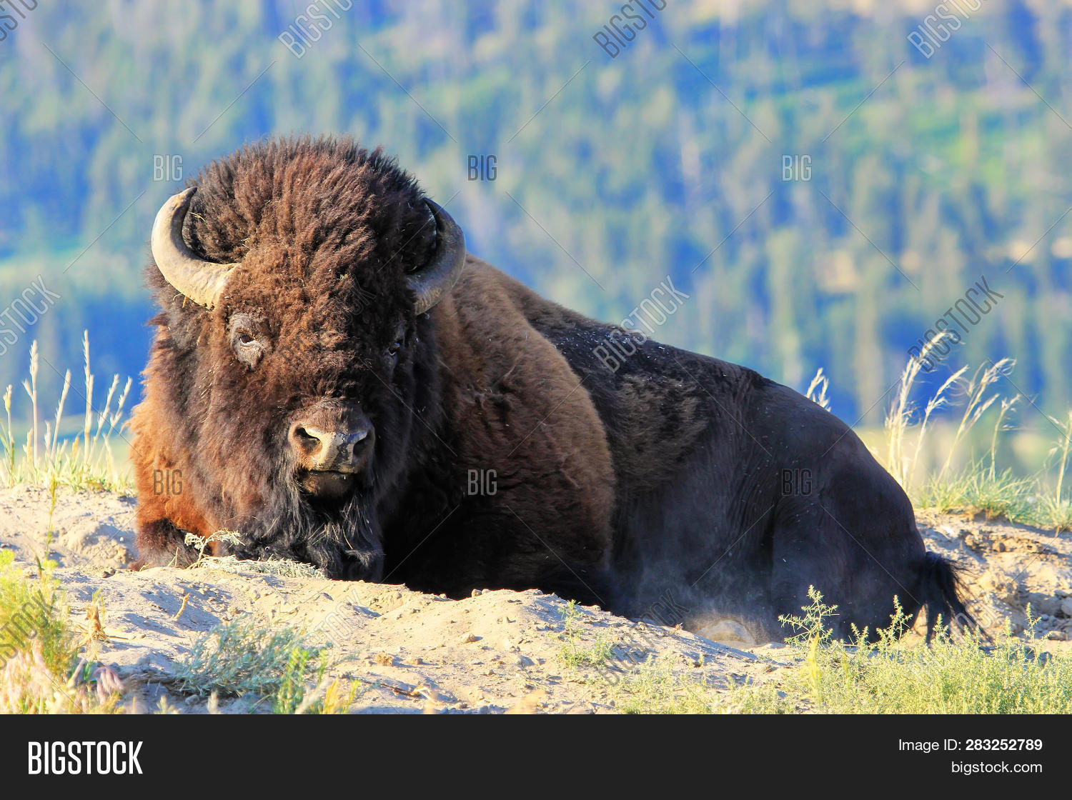 Male Bison Lying Dust Image & Photo (Free Trial) | Bigstock