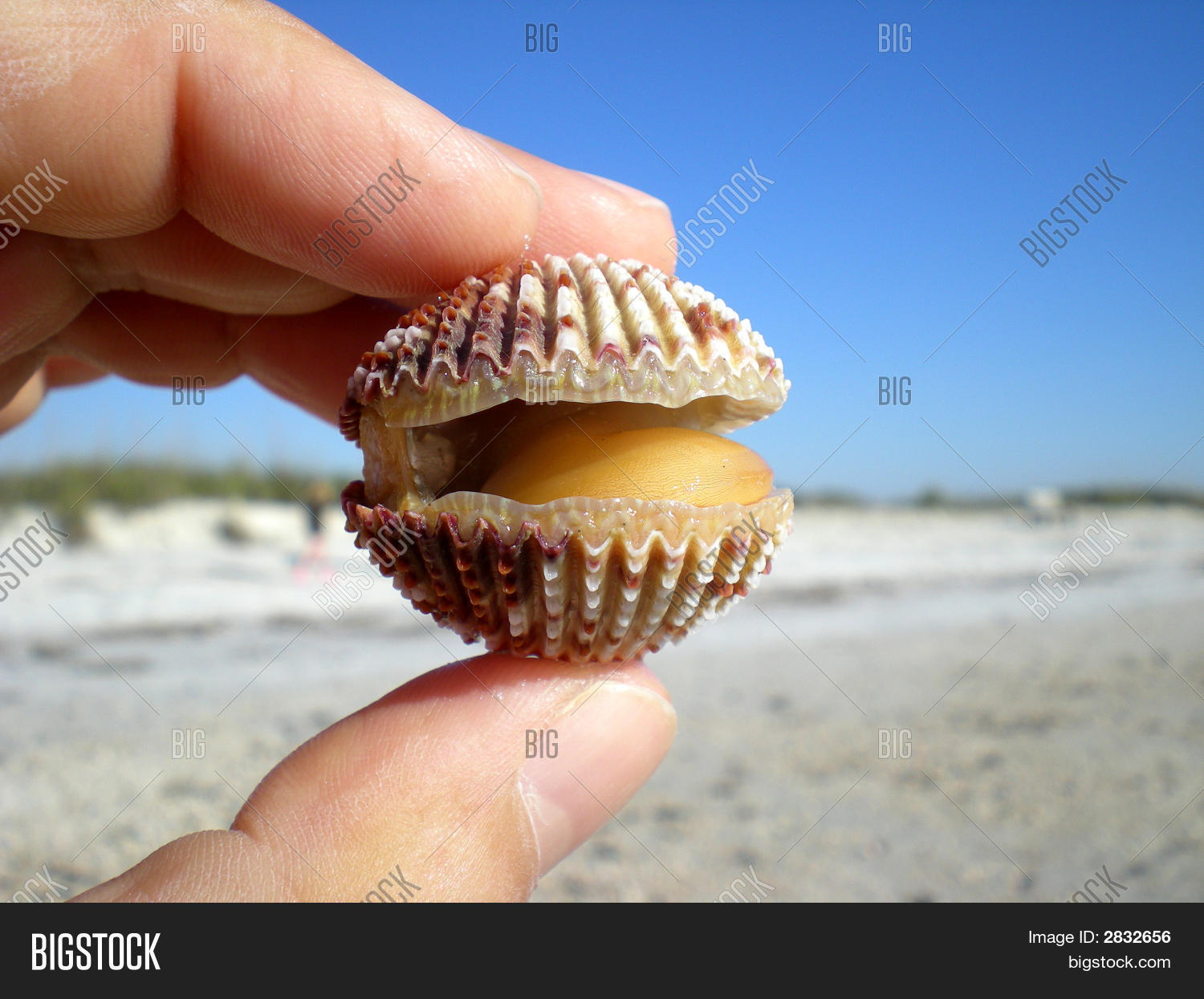 Clam Image & Photo (Free Trial) | Bigstock