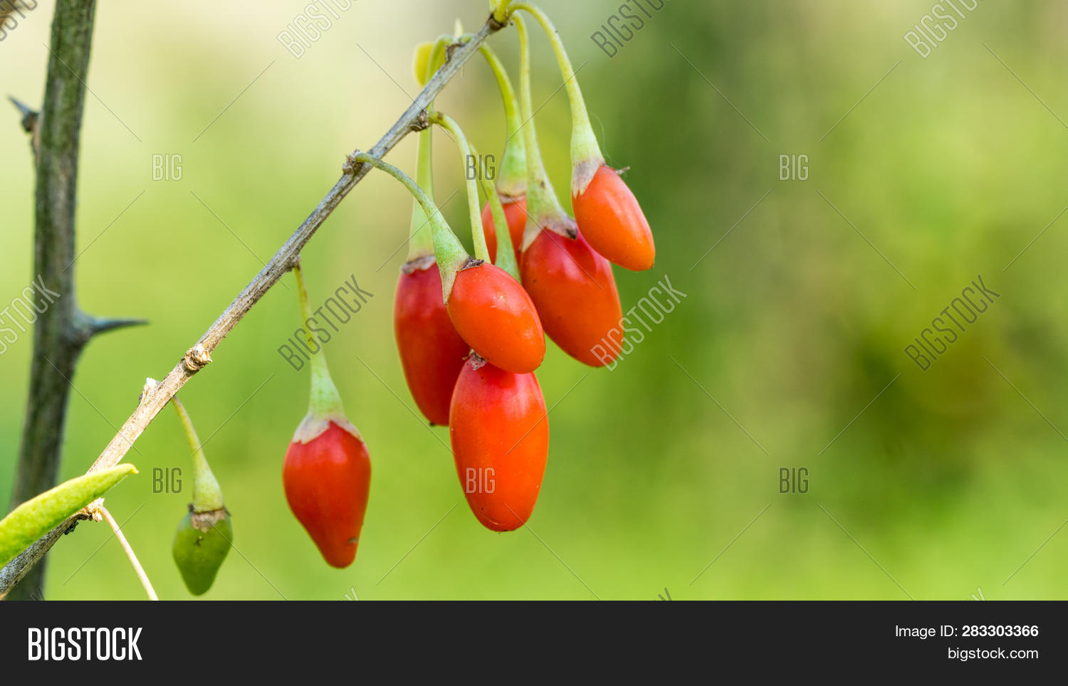 Goji Berry, Wolfberry Image & Photo (Free Trial) | Bigstock