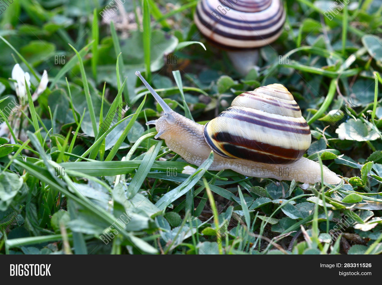 Close Snail On Grass Image & Photo (Free Trial) | Bigstock