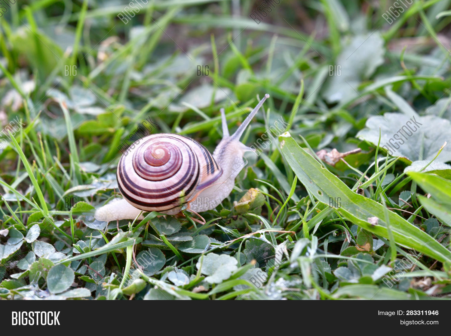 Close Scroll-bone On Image & Photo (Free Trial) | Bigstock