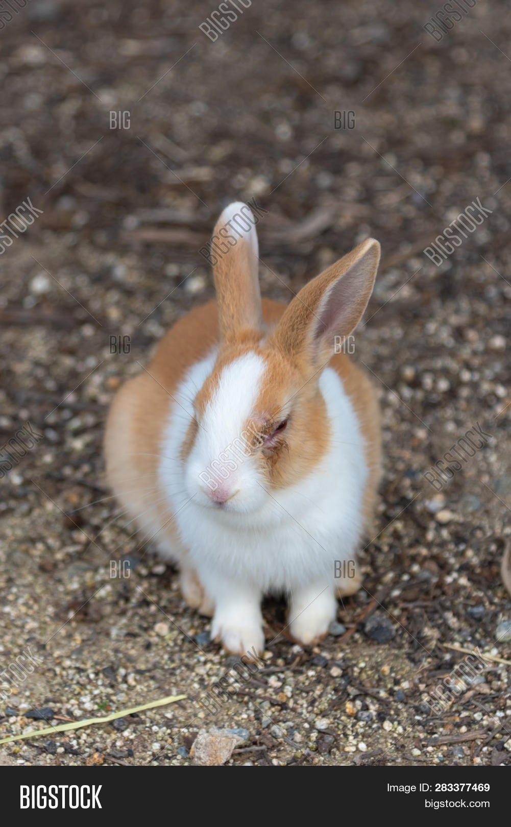 Cute Wild Rabbits On Image & Photo (Free Trial) | Bigstock