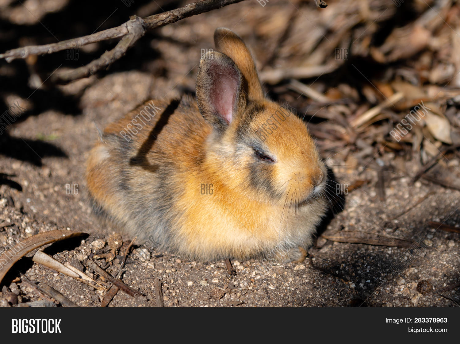 Cute Wild Rabbits On Image & Photo (Free Trial) | Bigstock
