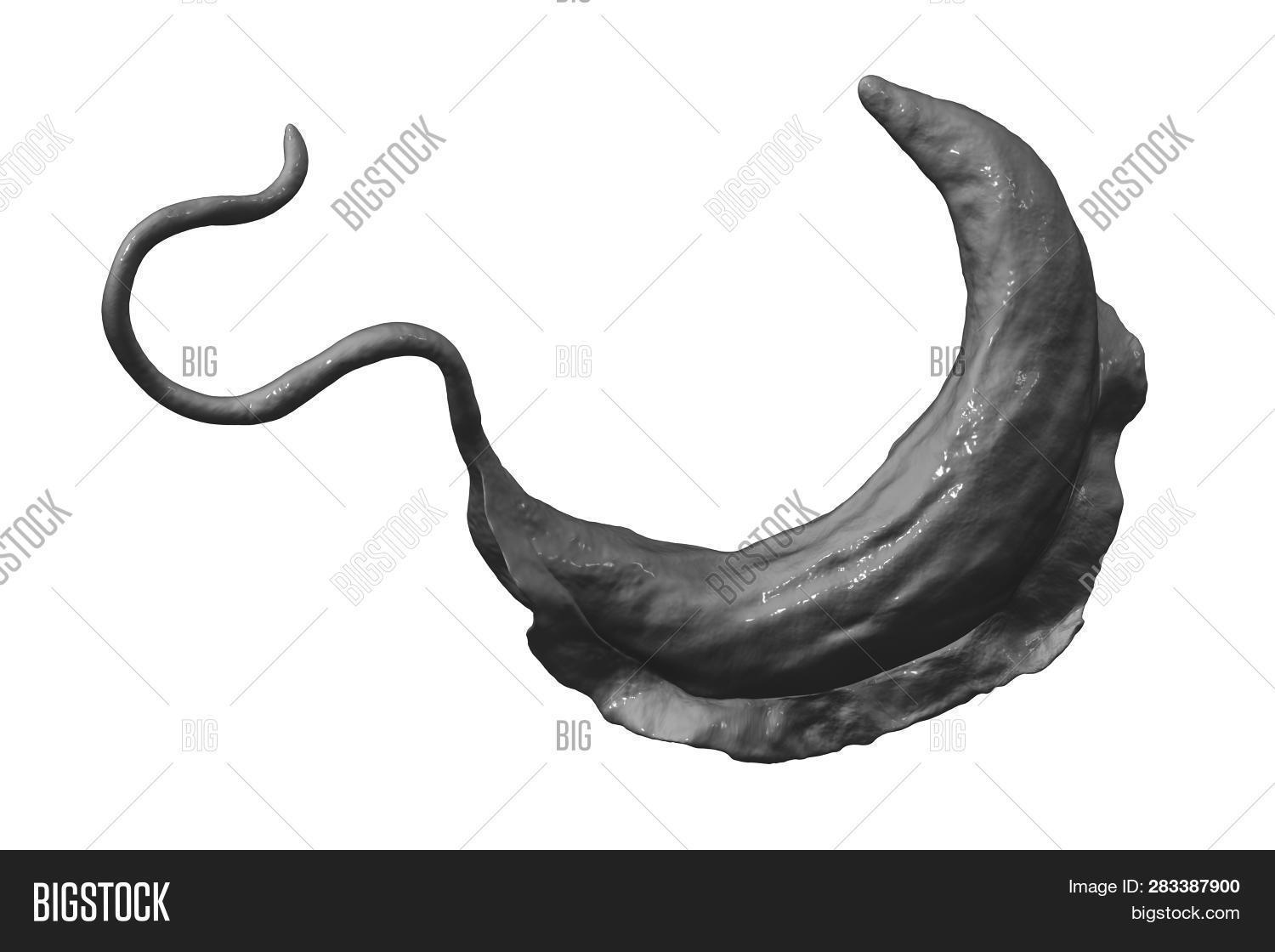 Trypanosoma Cruzi Image & Photo (Free Trial) | Bigstock