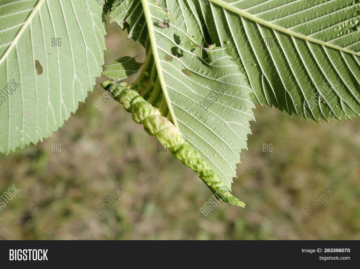 Gall Elm-currant Aphid Image & Photo (Free Trial) | Bigstock