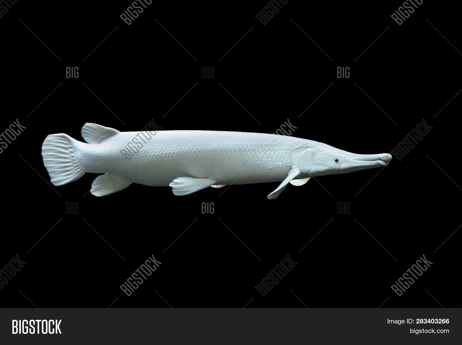 Platinum Alligator Gar Image & Photo (Free Trial) | Bigstock