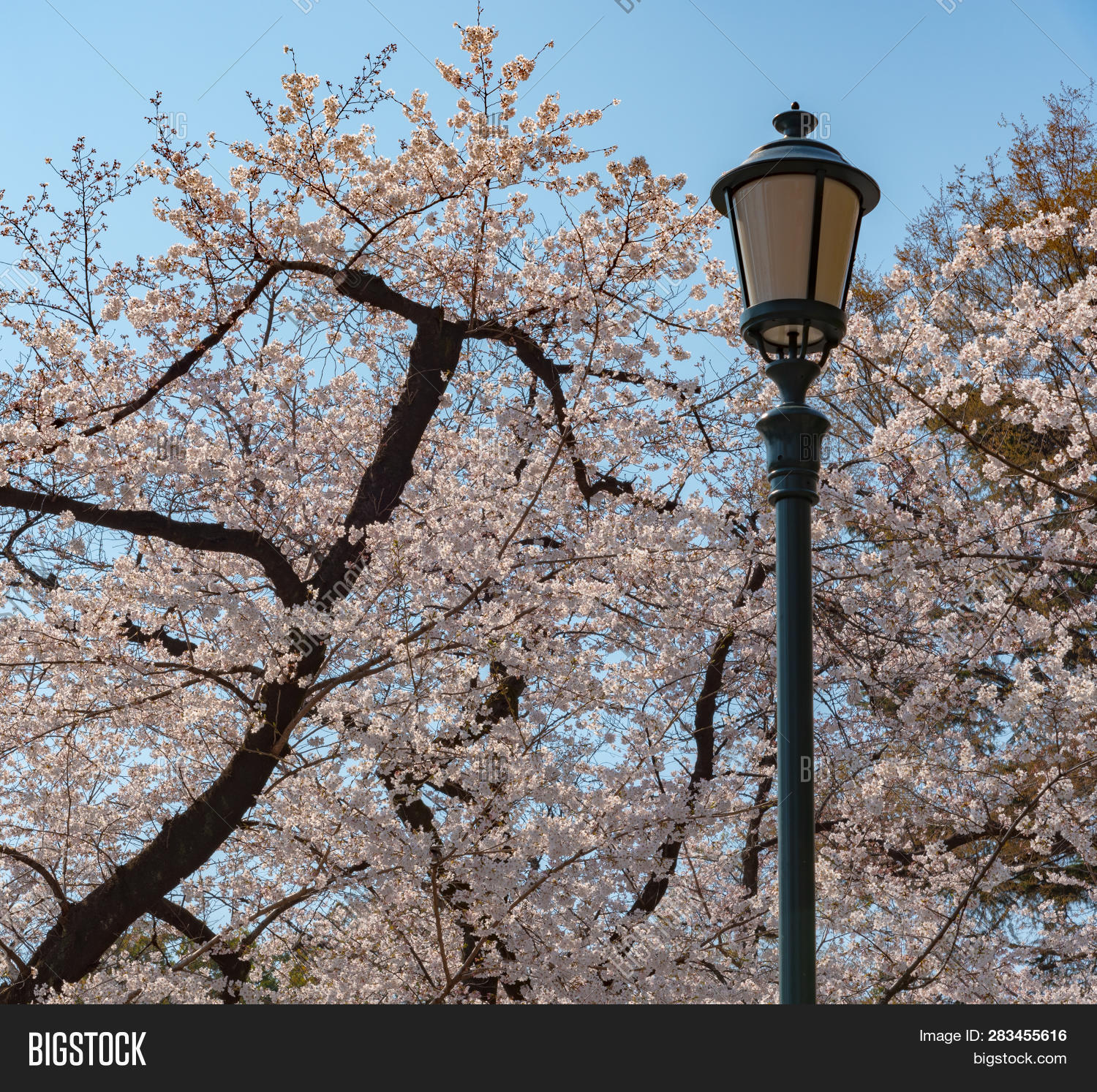 Street Light Cherry Image & Photo (Free Trial) | Bigstock