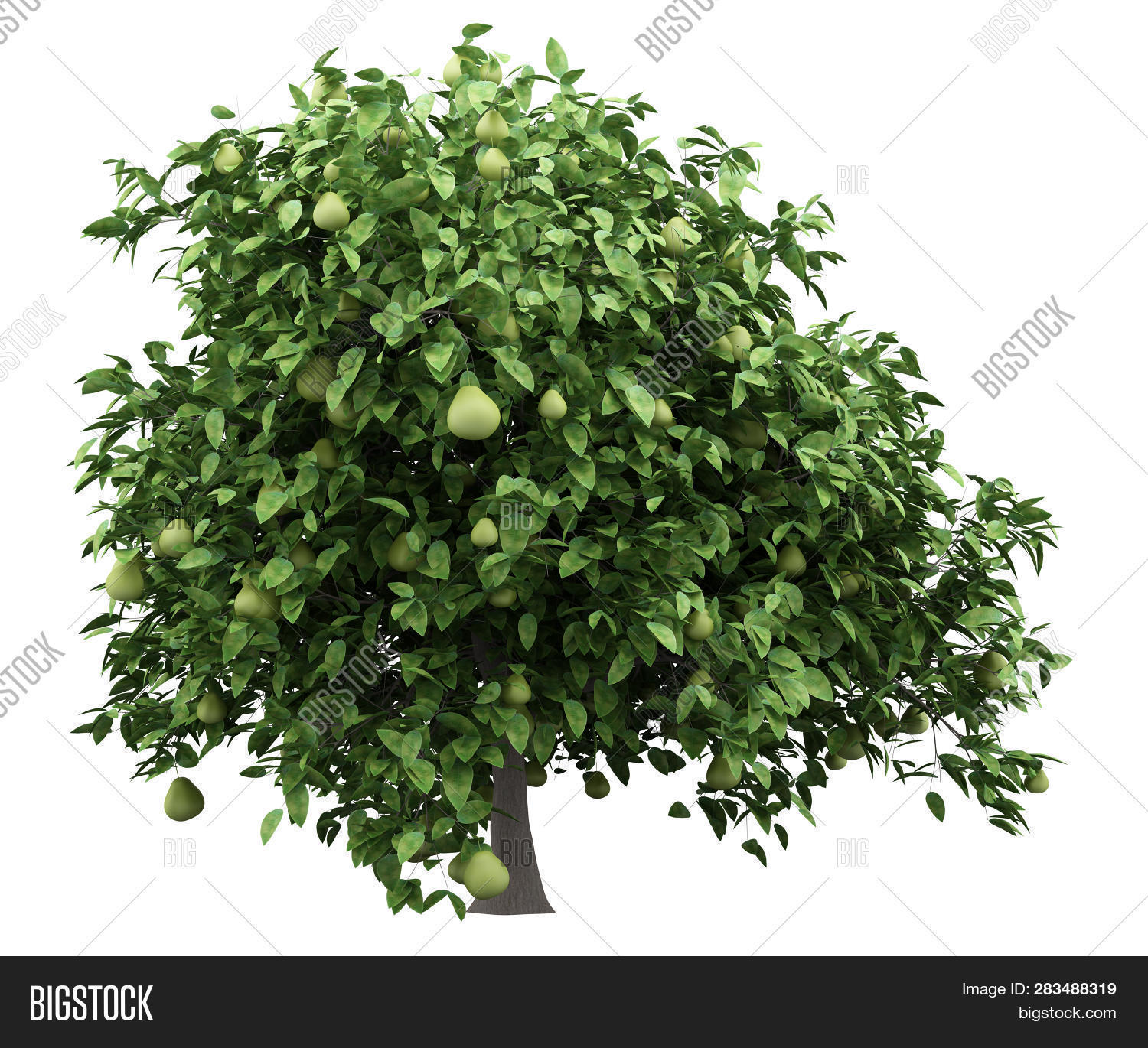 Pomelo Tree Fruits Image & Photo (Free Trial) | Bigstock